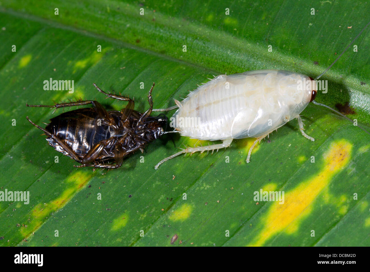 White, recently emerged cockroach with its old skin behind. On a leaf ...