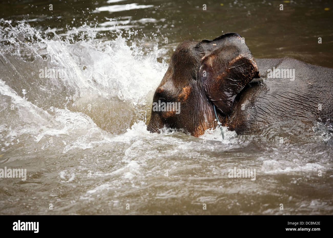 The elephant in water Stock Photo - Alamy
