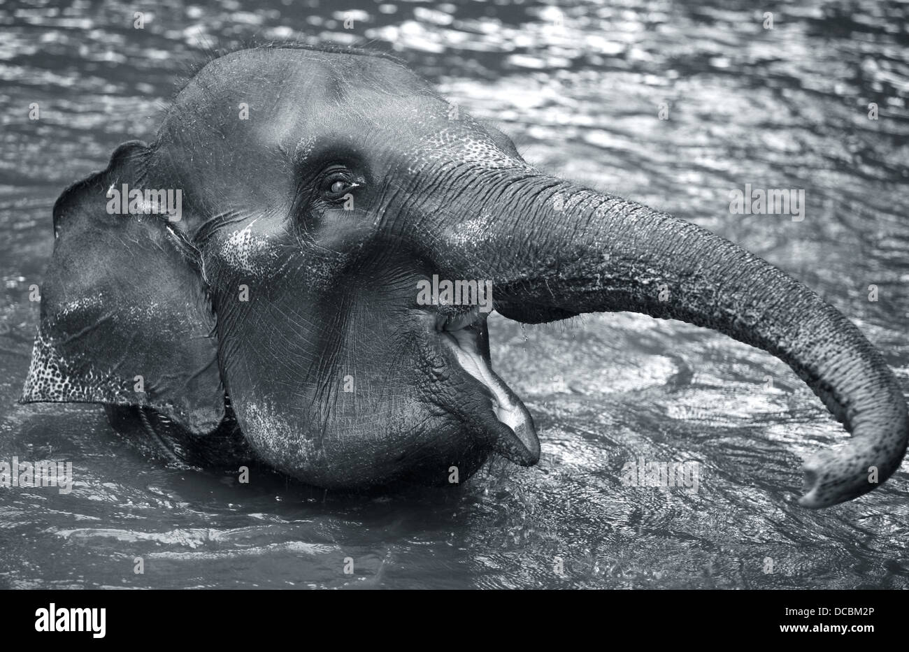 The elephant in water Stock Photo - Alamy