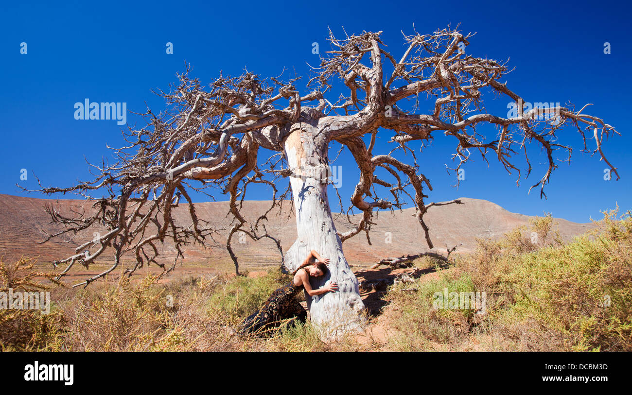 Flamenco tree hi-res stock photography and images - Alamy