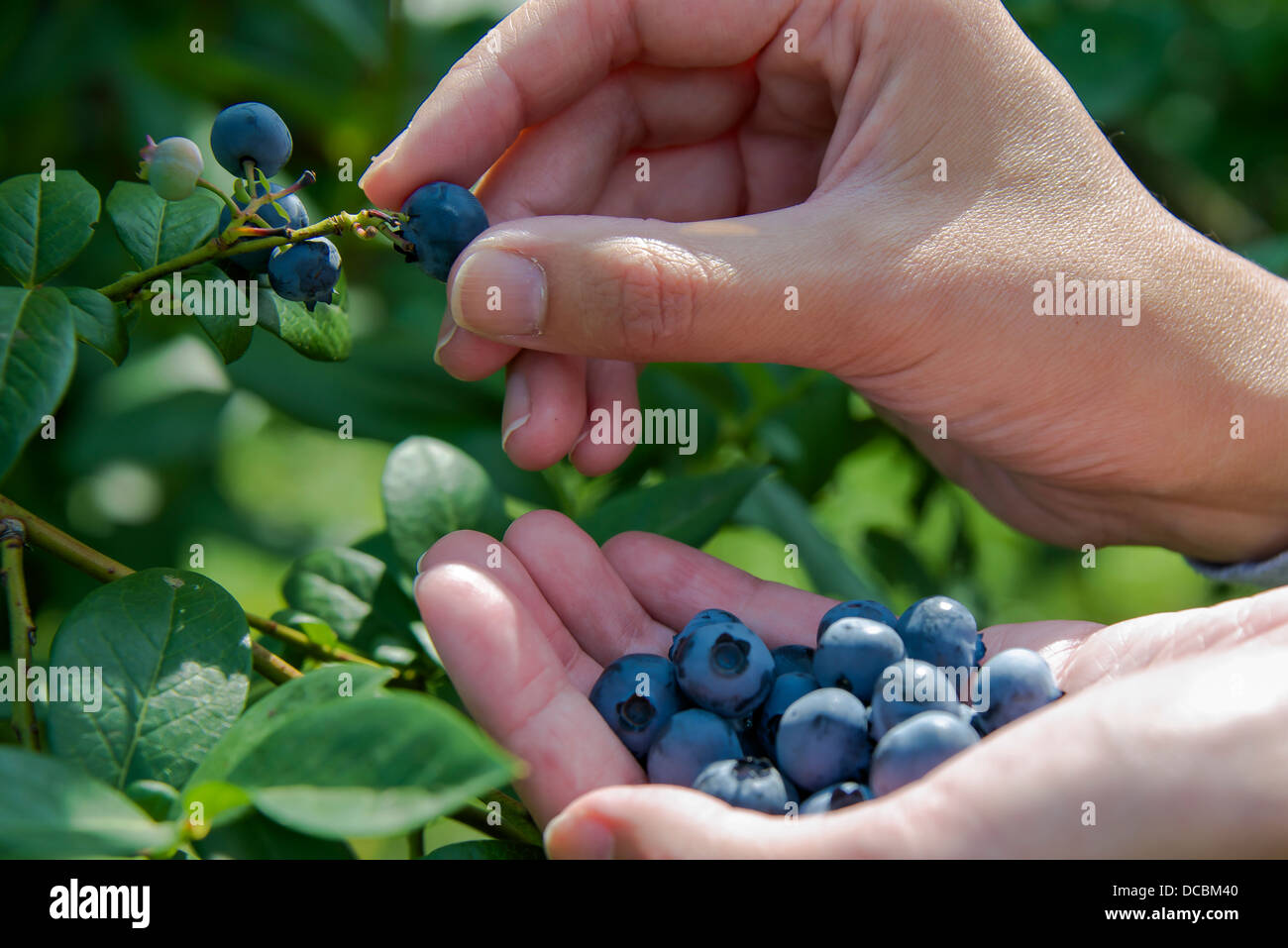 Female hand picking blueberries in hi-res stock photography and images ...