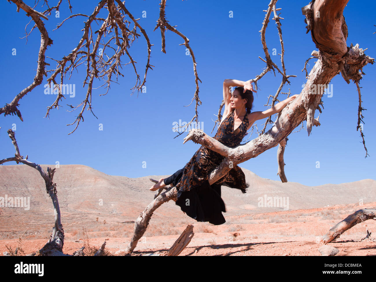 Flamenco tree hi-res stock photography and images - Alamy