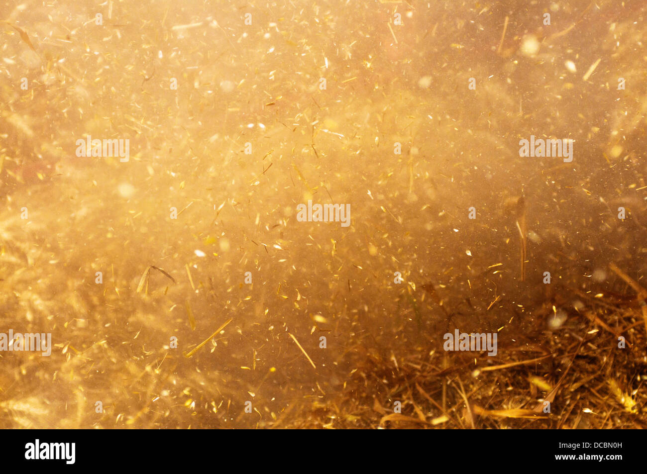 Wheat harvesting. Grains and particles of wheat exploding around during ...