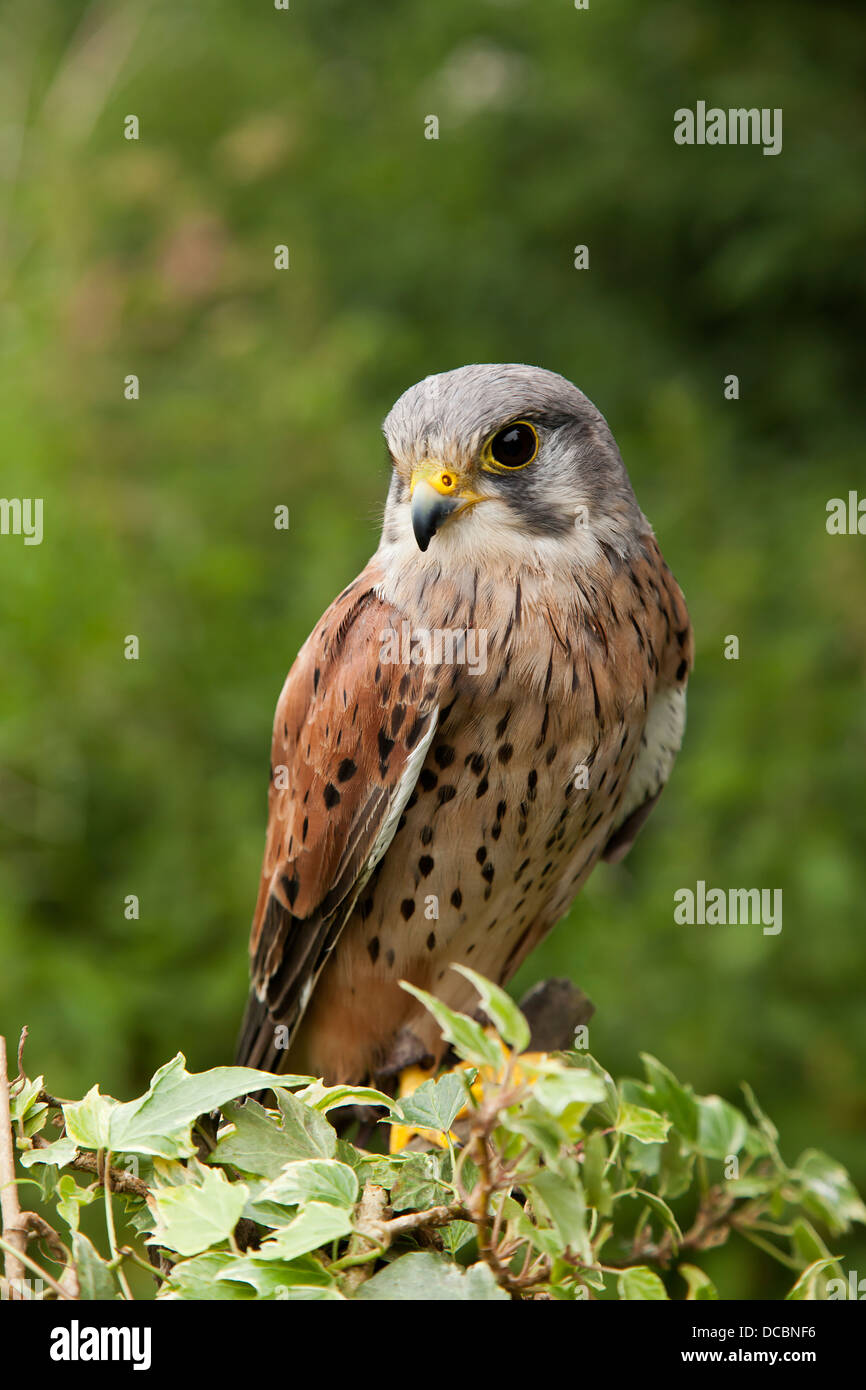 Grey kestrel hi-res stock photography and images - Alamy