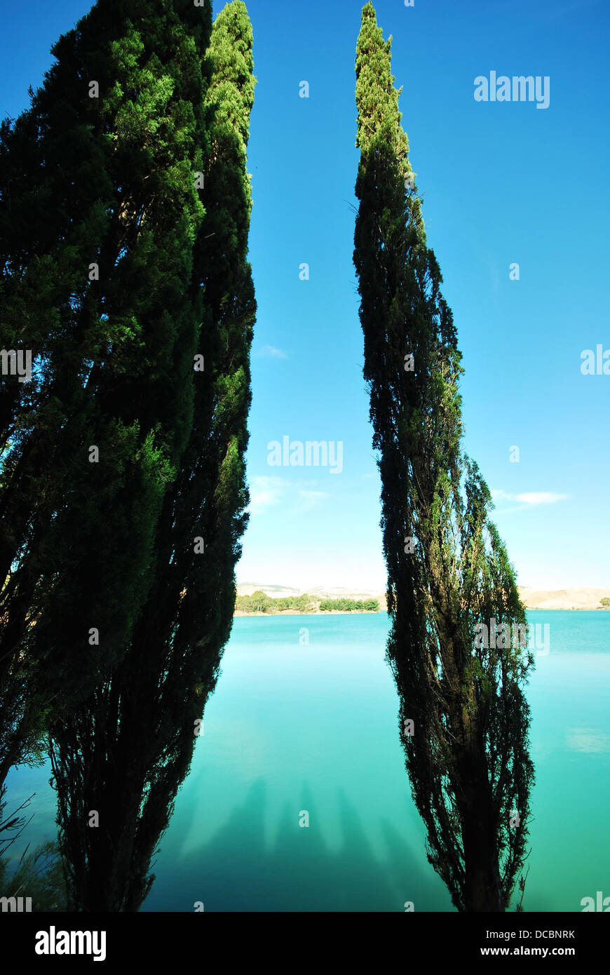Spanish Cypress trees Stock Photo - Alamy