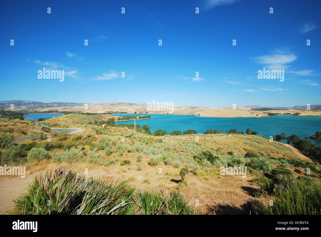Spanish Cypress trees Stock Photo - Alamy