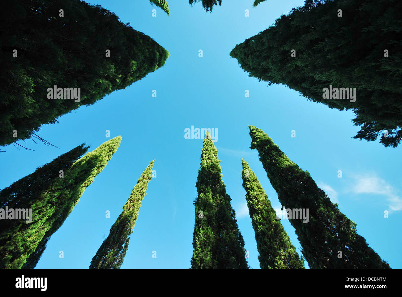 Spanish Cypress trees Stock Photo - Alamy
