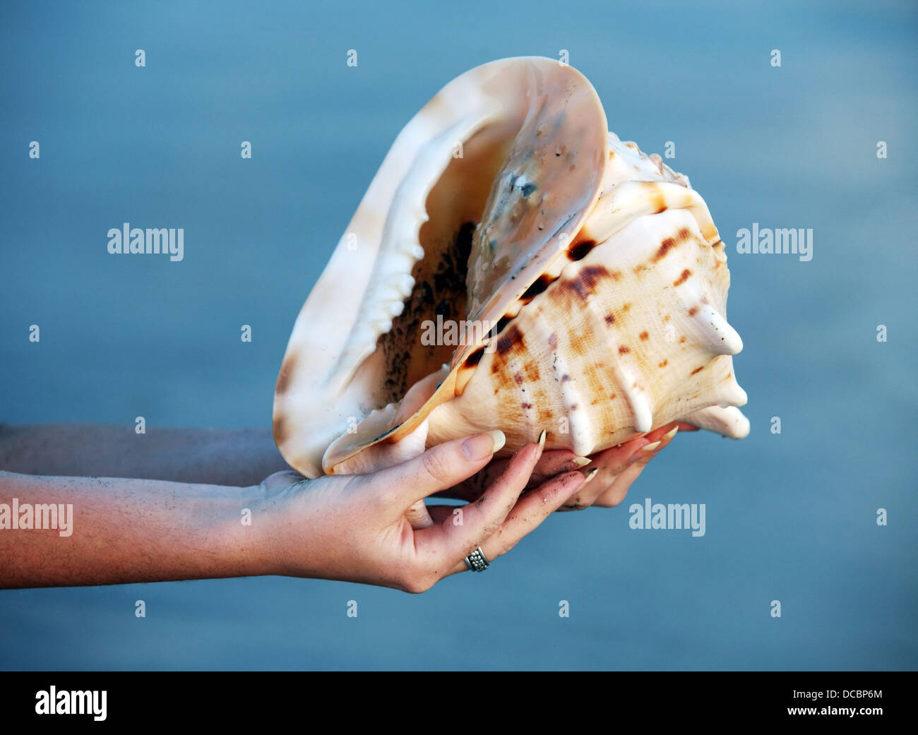 Ocean conch hi-res stock photography and images - Alamy