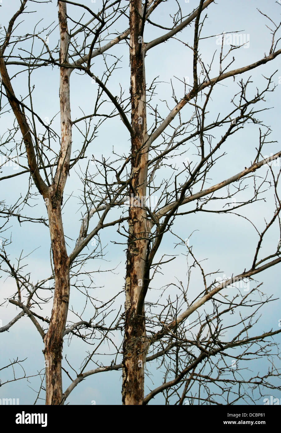 Old dead trees Stock Photo - Alamy