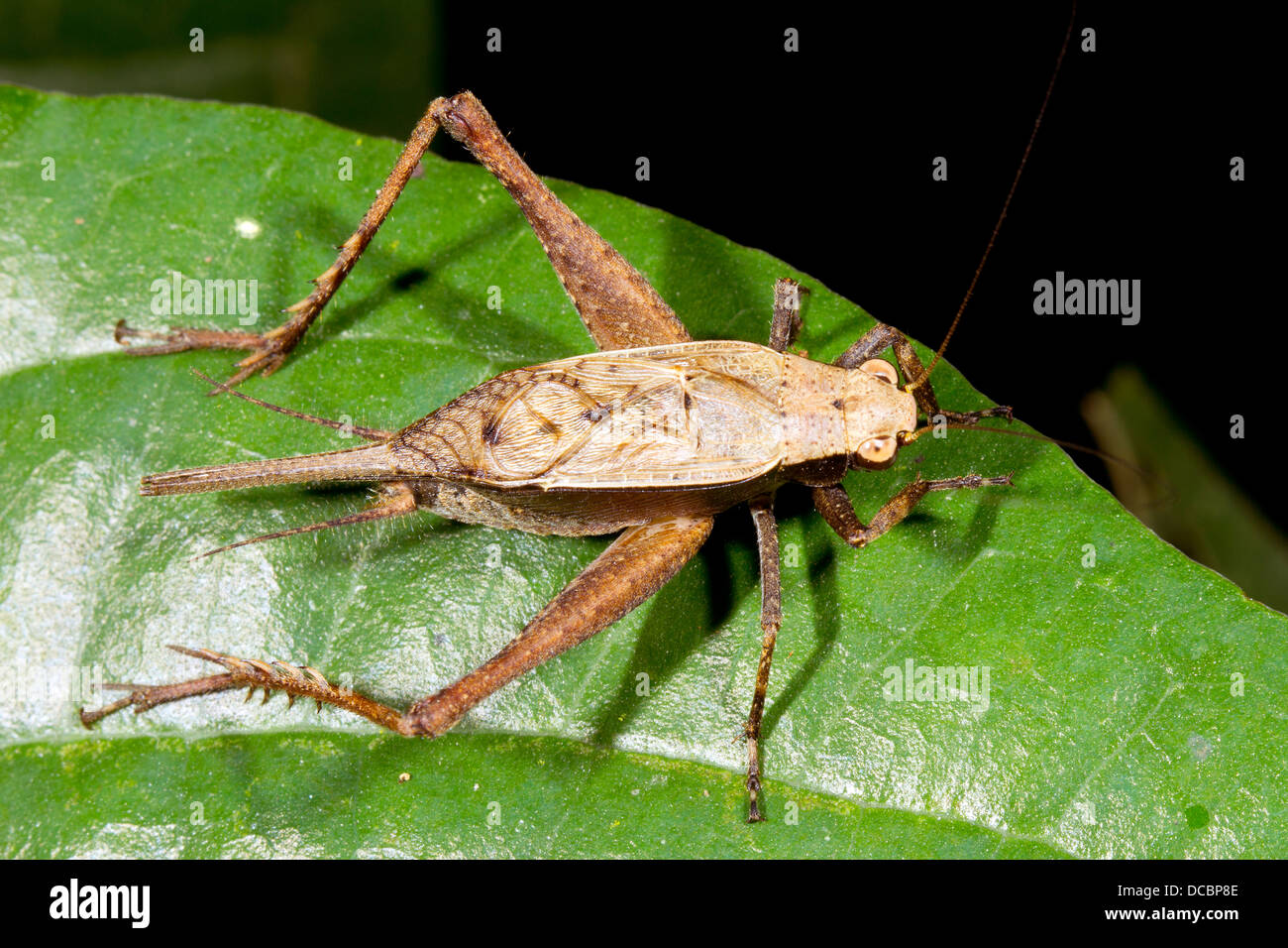 Cricket on a leaf in rainforest, ecuador Stock Photo - Alamy