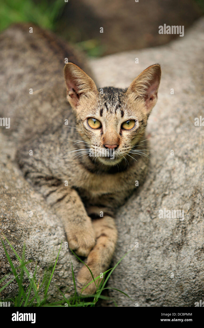 Roofless cat hi-res stock photography and images - Alamy
