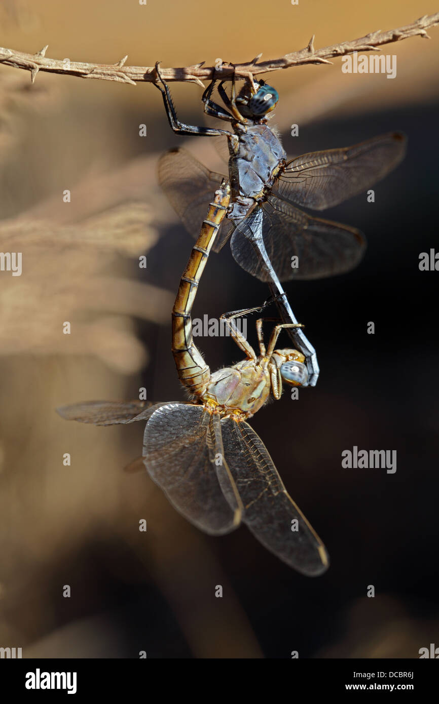 Mating of dragon flies hi-res stock photography and images - Alamy