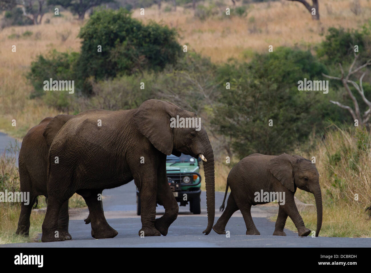 Roadblock!! Family group of African Elephants (Loxodonta africana ...
