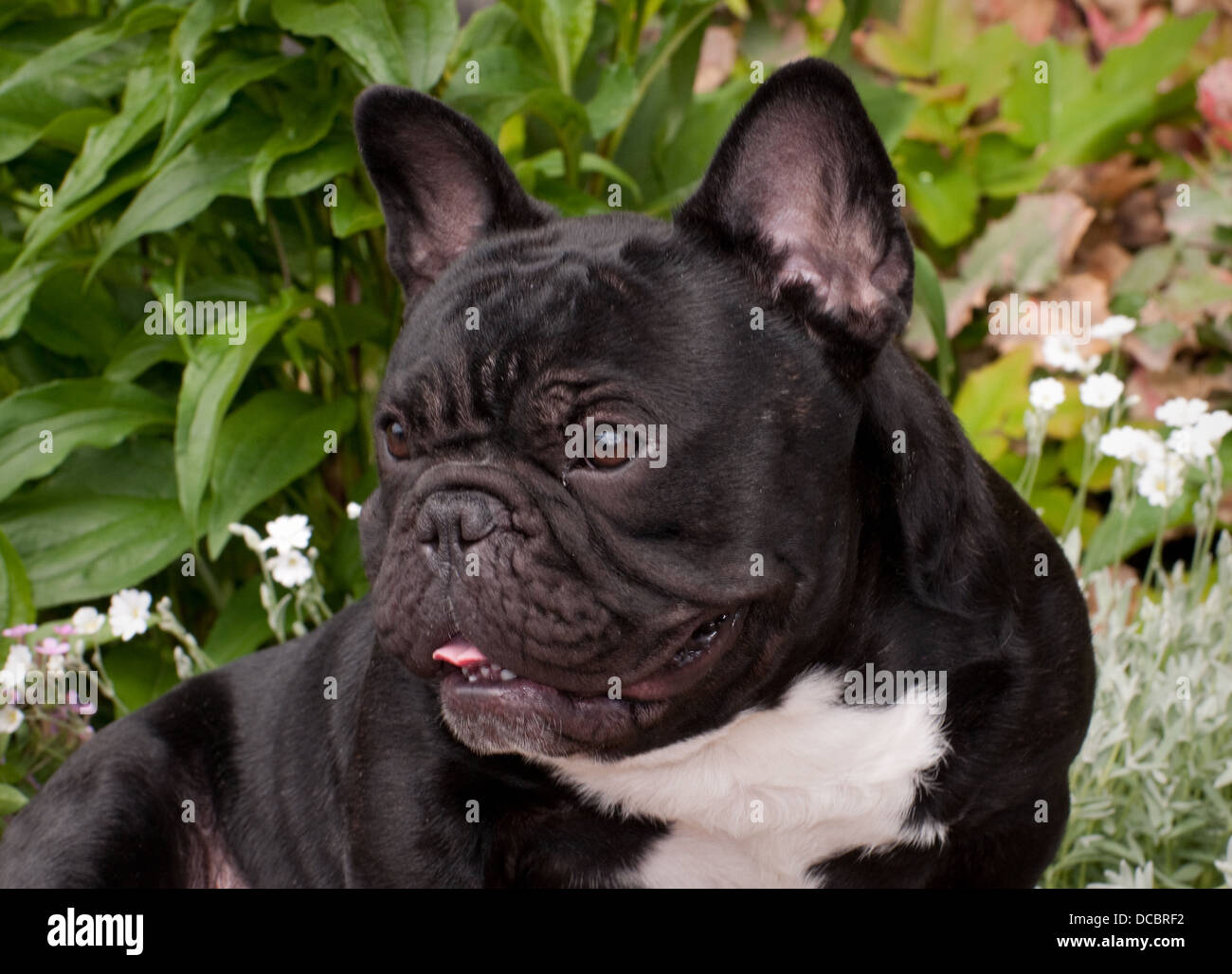French bulldog-head shot Stock Photo - Alamy