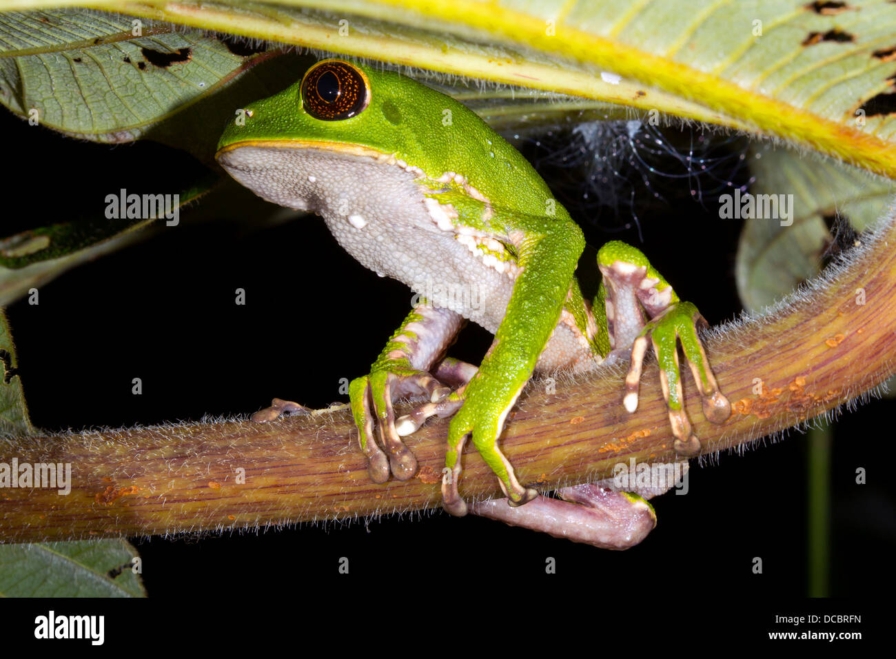 Tarsier Monkey Frog (Phyllomedusa tarsius) in tropical rainforest ...