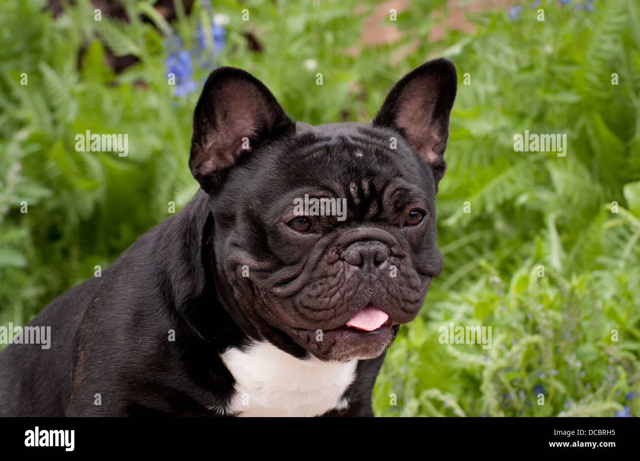 French bulldog-head shot Stock Photo - Alamy