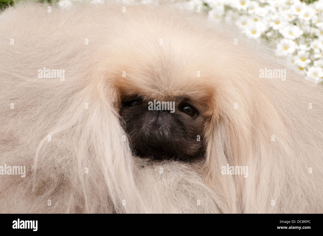 Pekingese long haired hi-res stock photography and images - Alamy