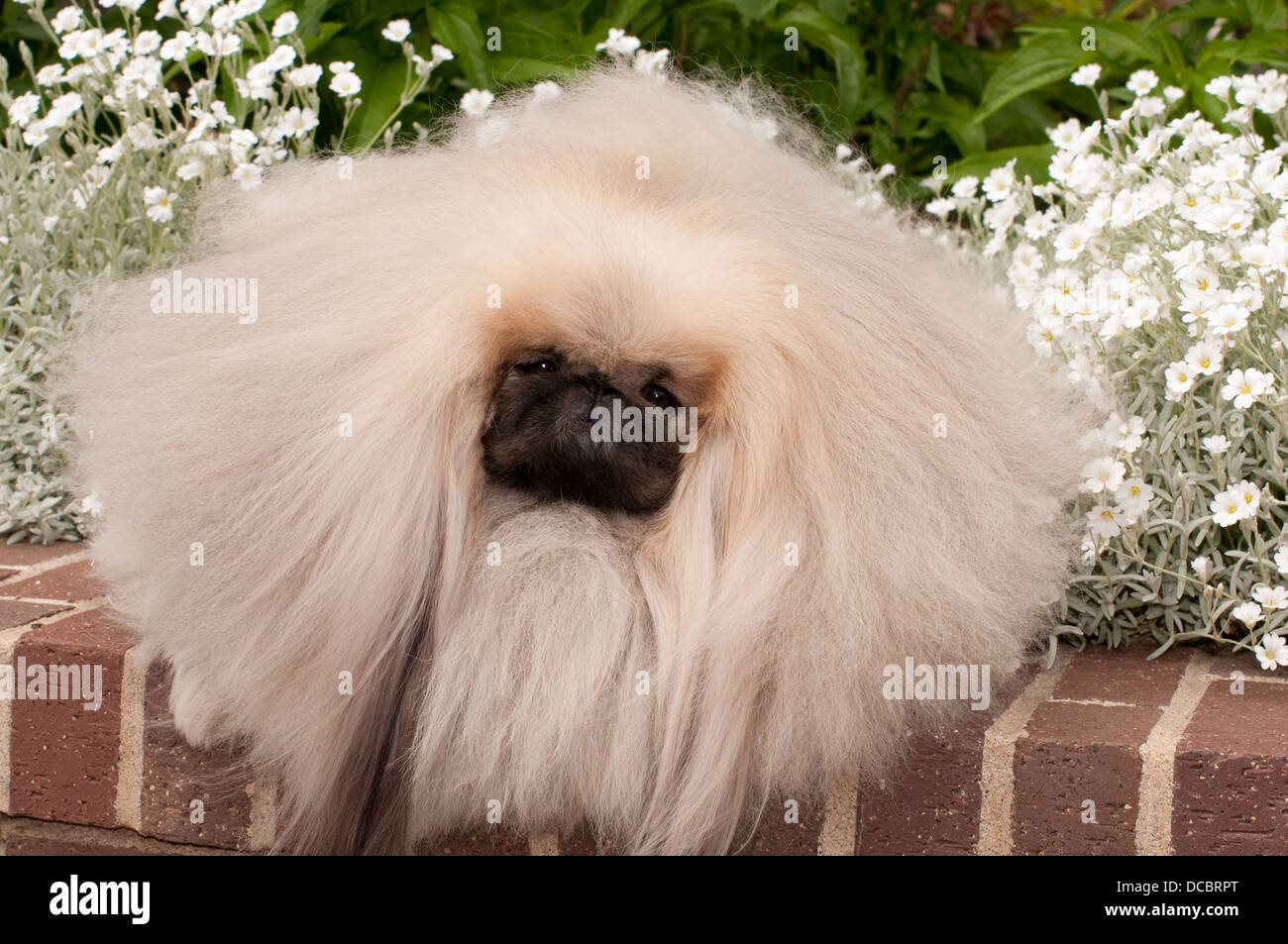 Pekingese long haired hi-res stock photography and images - Alamy