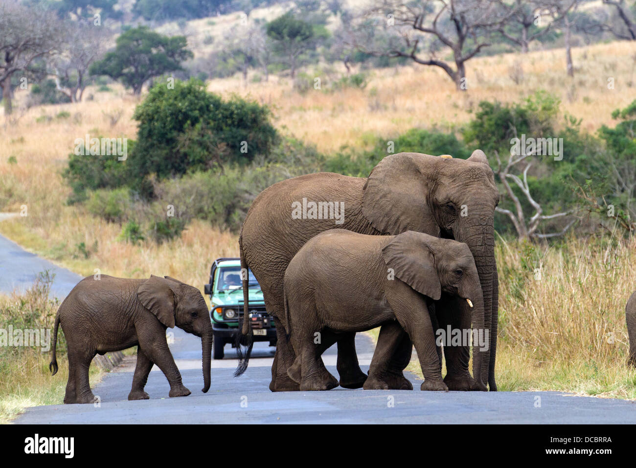 Roadblock!! Family group of African Elephants (Loxodonta africana ...