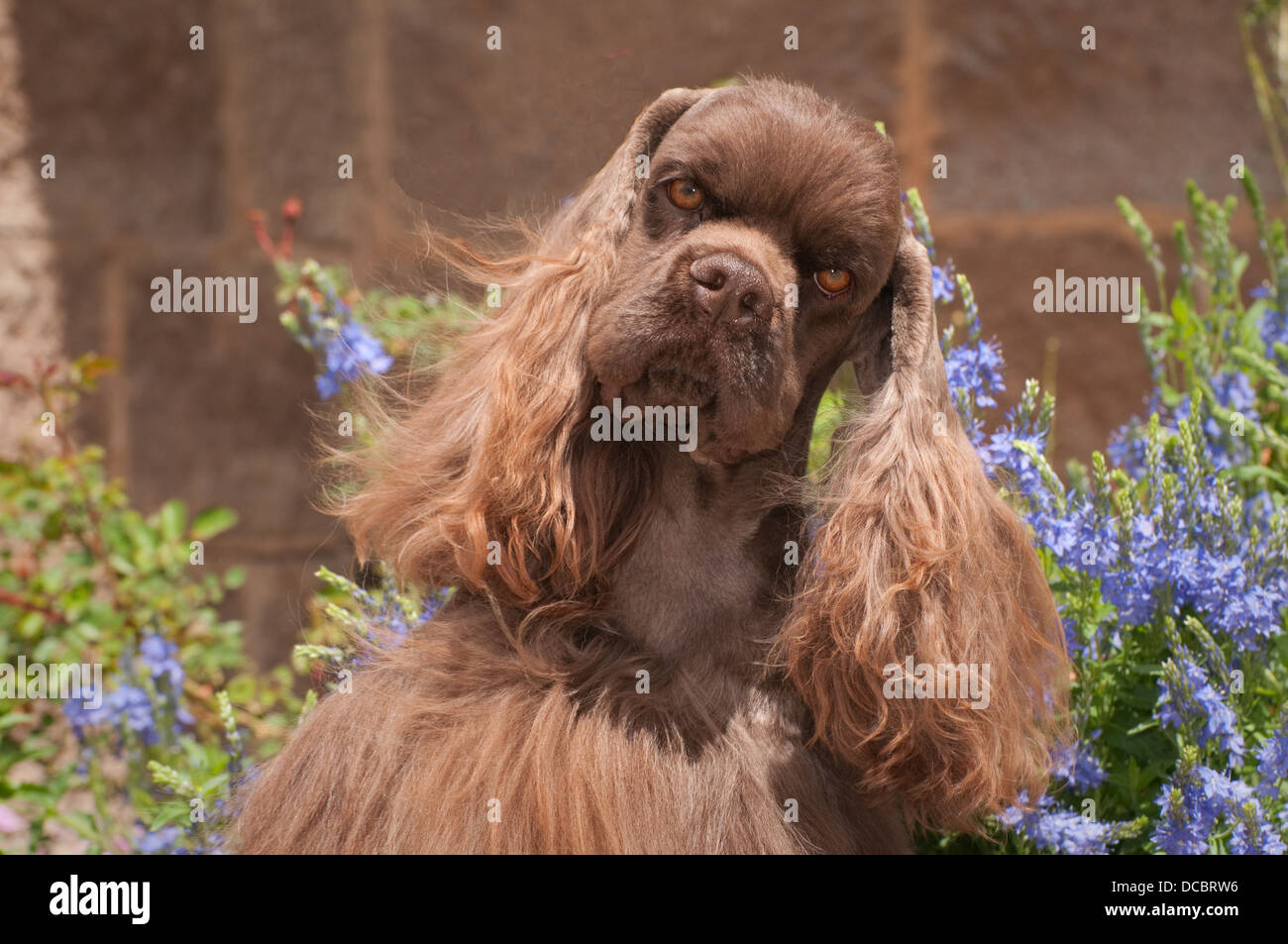 American Cocker spaniel-head shot Stock Photo - Alamy