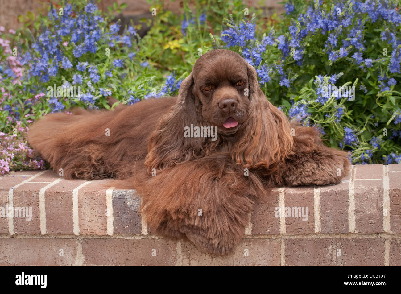 American Cocker spaniel laying on brick wall Stock Photo - Alamy