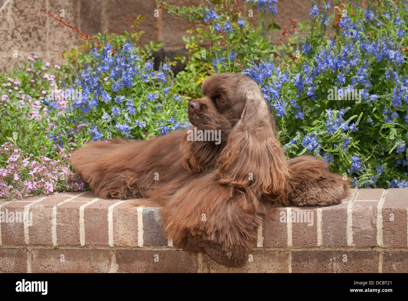 American Cocker spaniel laying on brick wall Stock Photo - Alamy