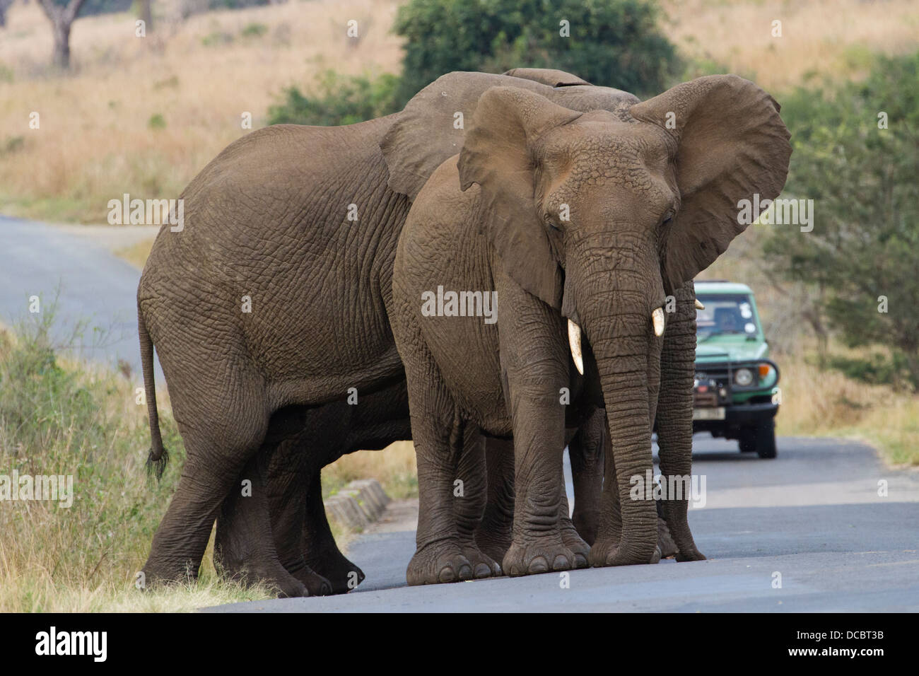 Roadblock!! Family group of African Elephants (Loxodonta africana ...