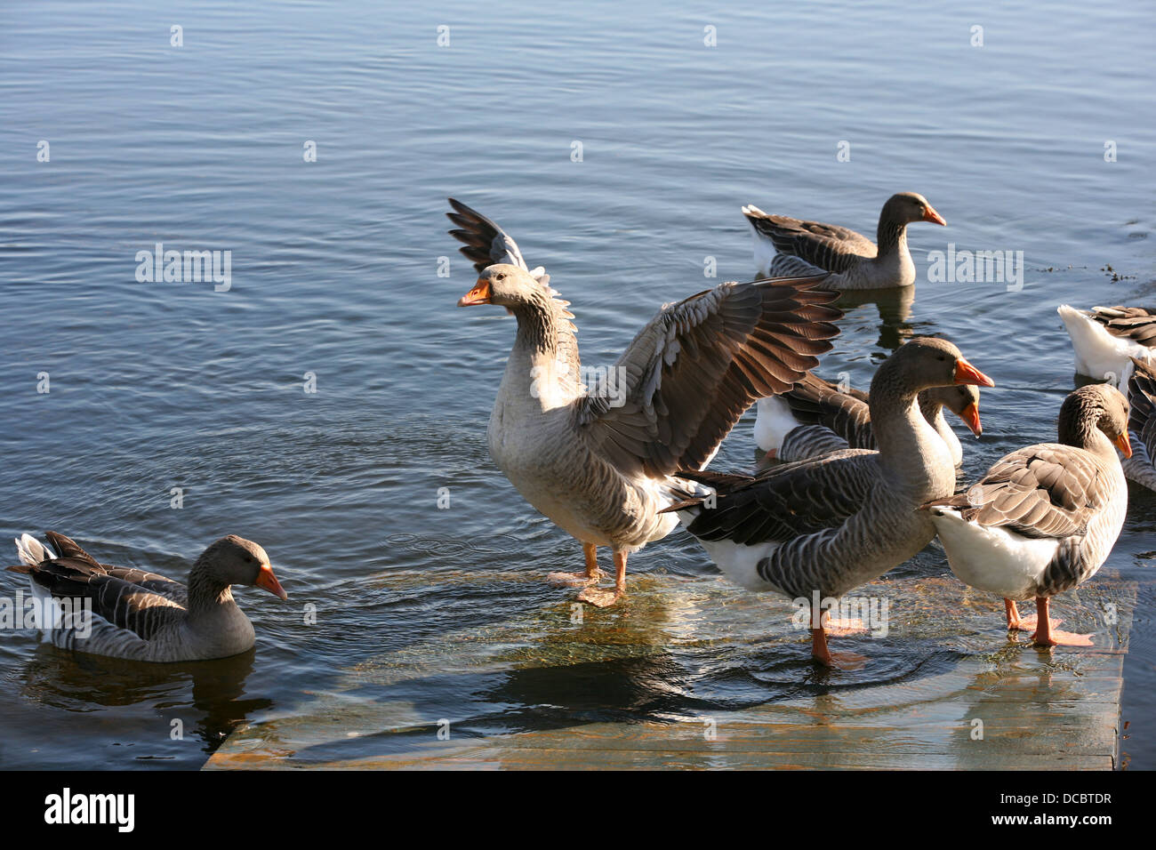 Geese in water Stock Photo - Alamy