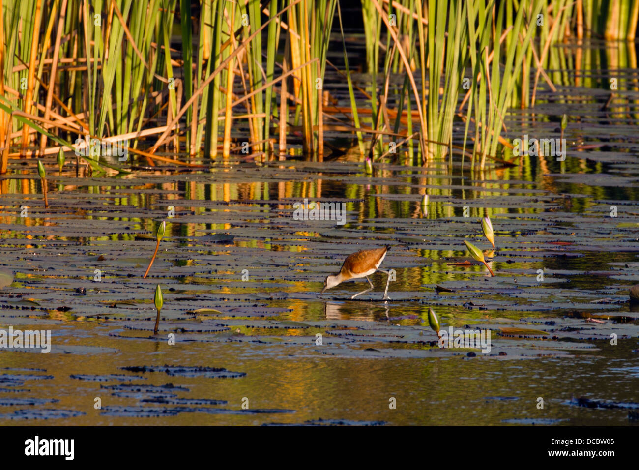 Lesser Jacana (Microparra capensis) walking on water plants, Saint ...