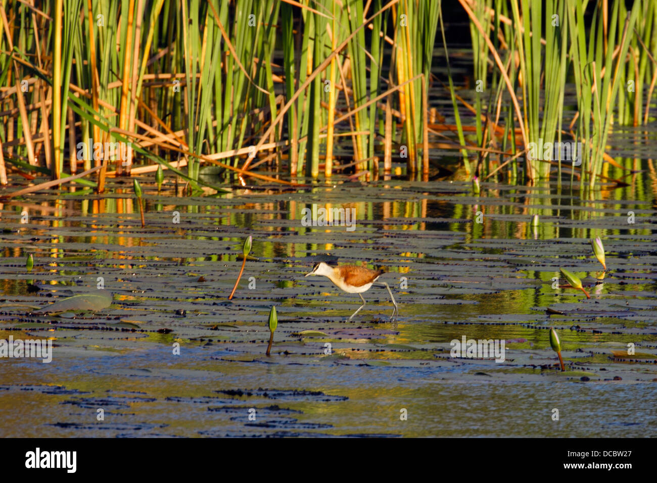 Lesser Jacana (Microparra capensis) walking on water plants, Saint ...