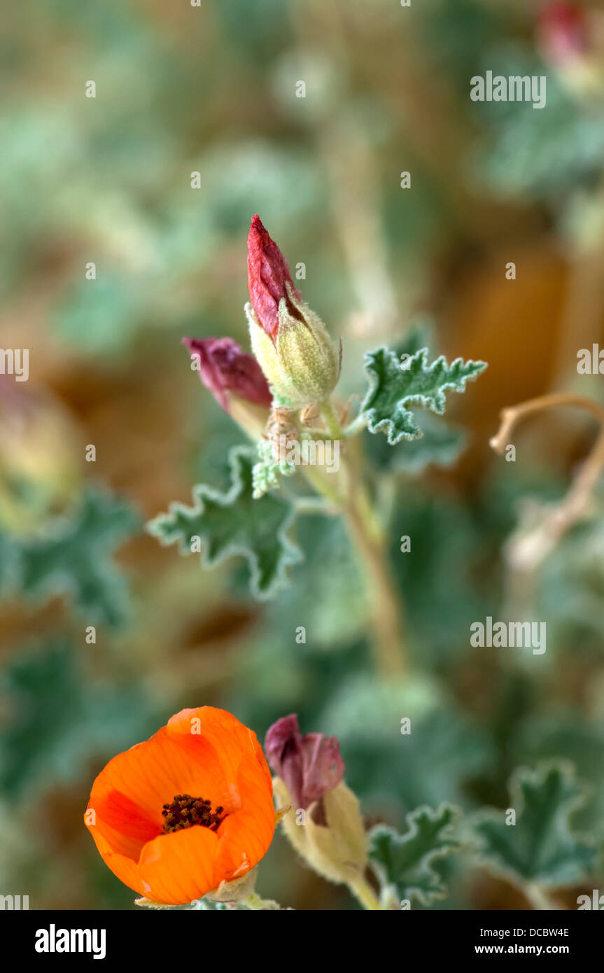 macro of desert mallow flowers Stock Photo - Alamy