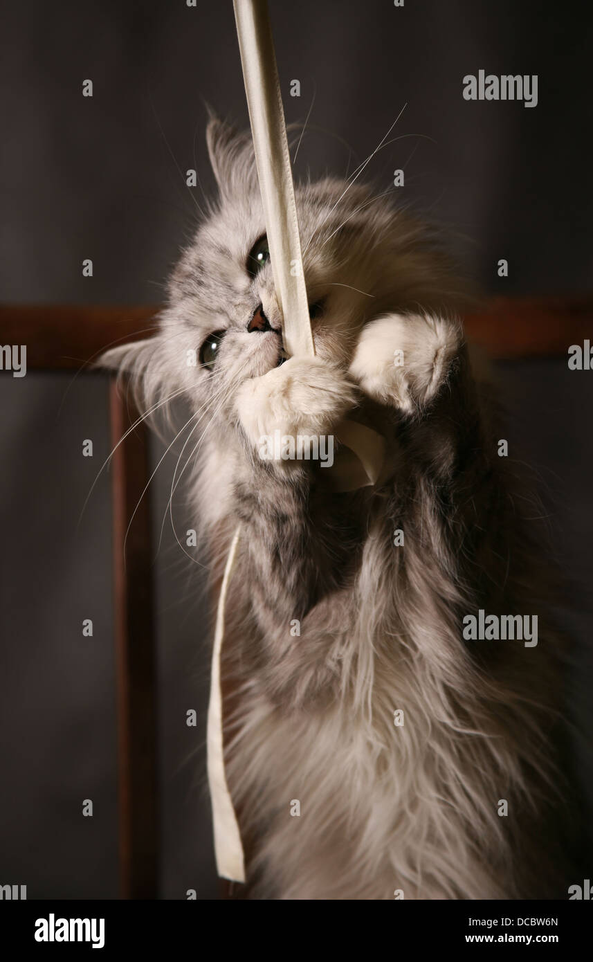 Girl playing with a cat hi-res stock photography and images - Alamy