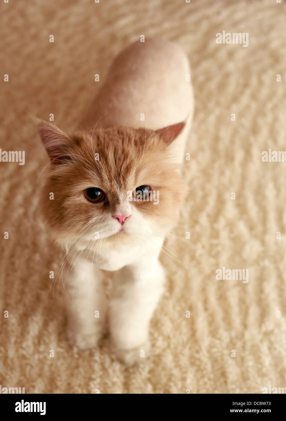 Persian yellow hi-res stock photography and images - Alamy