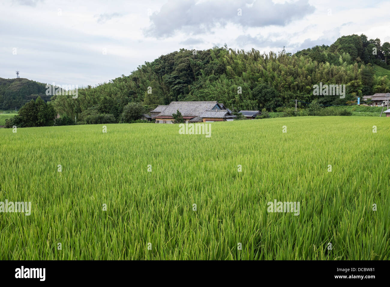 Rice cultivation in Japan Stock Photo - Alamy