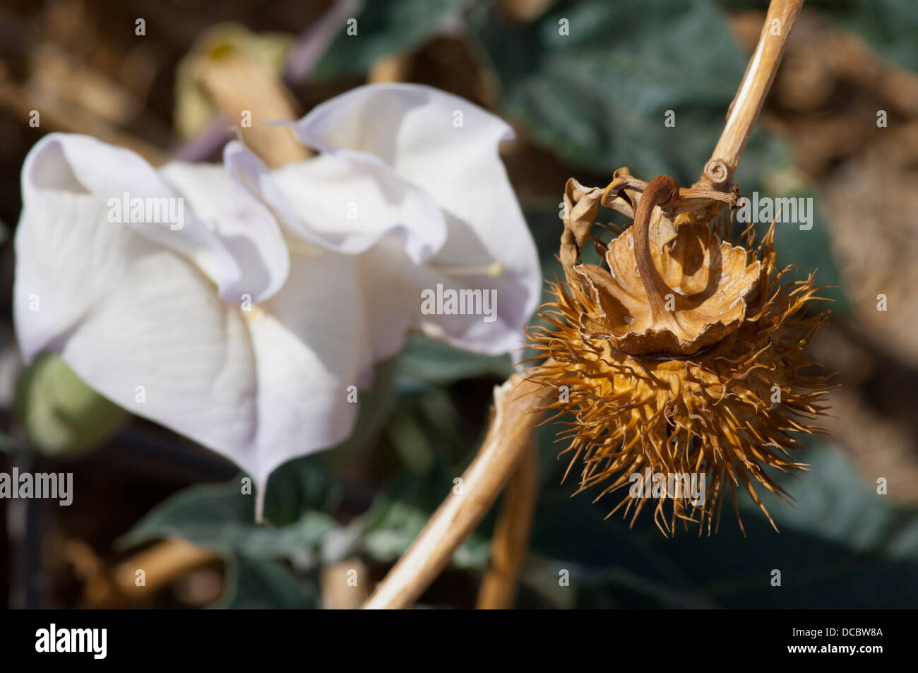 Jimson weed hi-res stock photography and images - Alamy