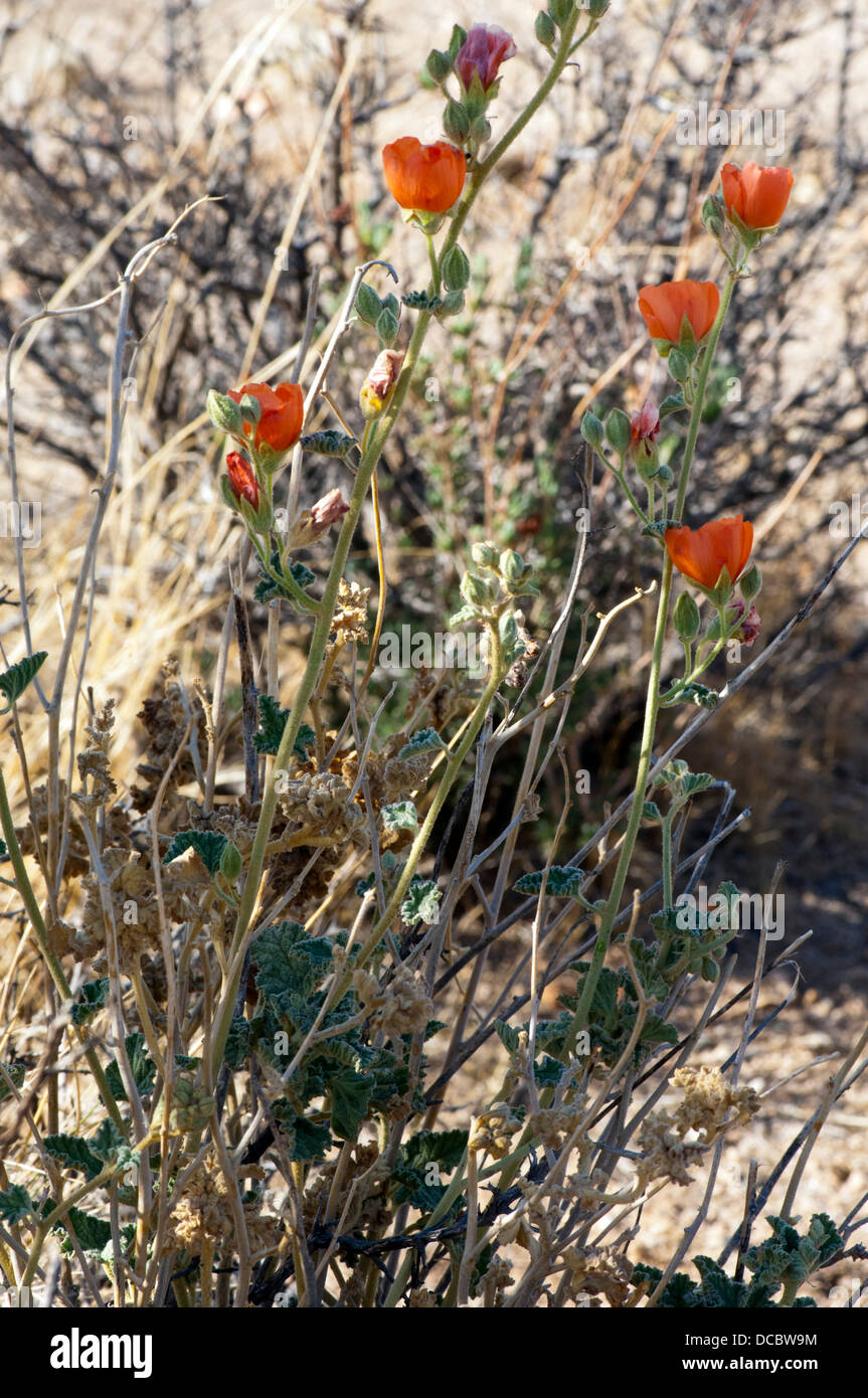 Desert mallow plant blooming in the spring Stock Photo - Alamy