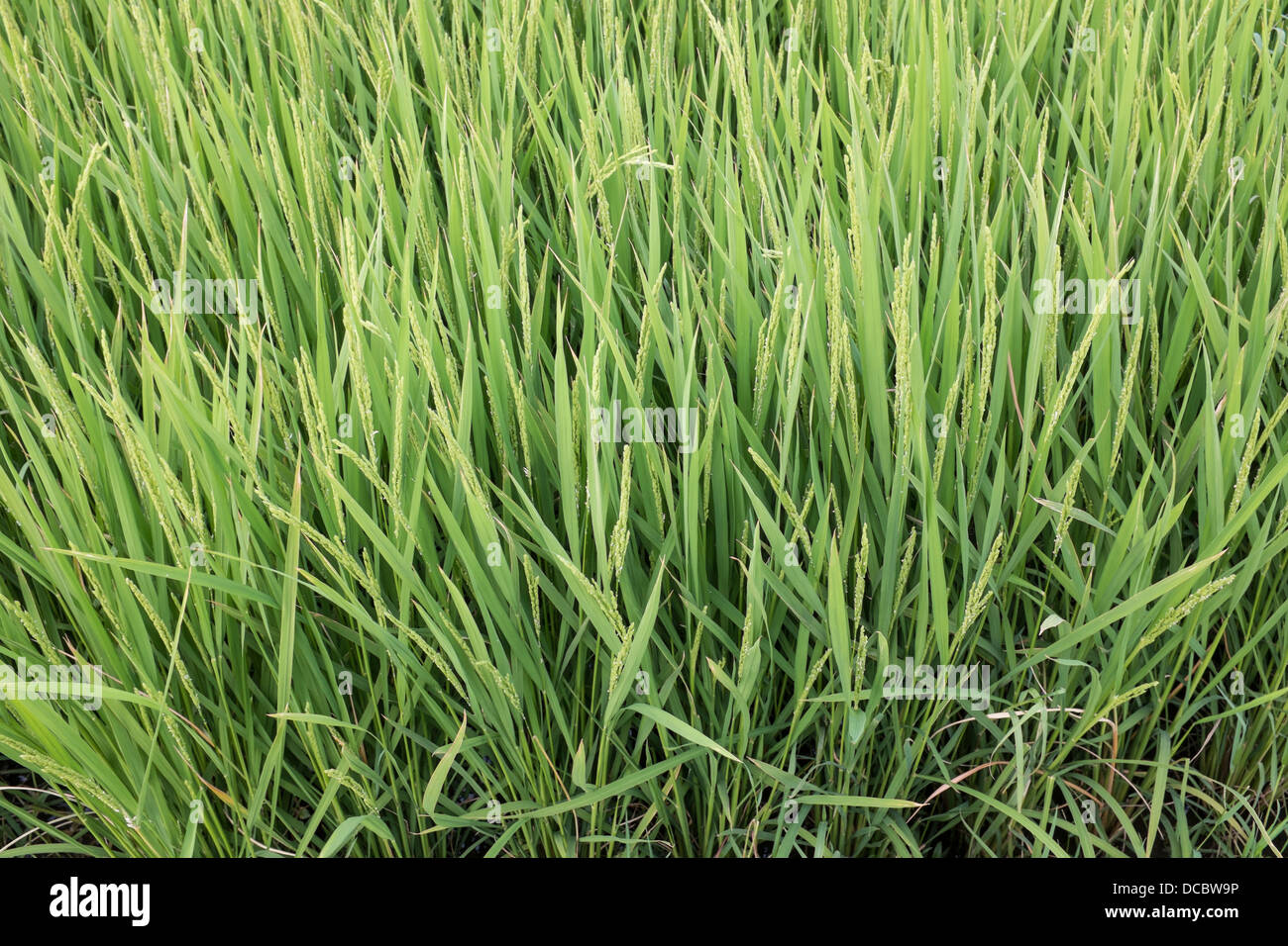 Rice cultivation in Japan Stock Photo - Alamy