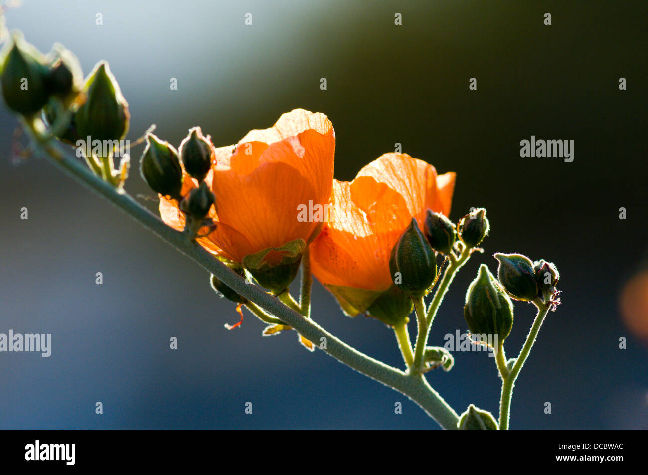 Orange flowers of desert mallow close-up and backlit Stock Photo - Alamy