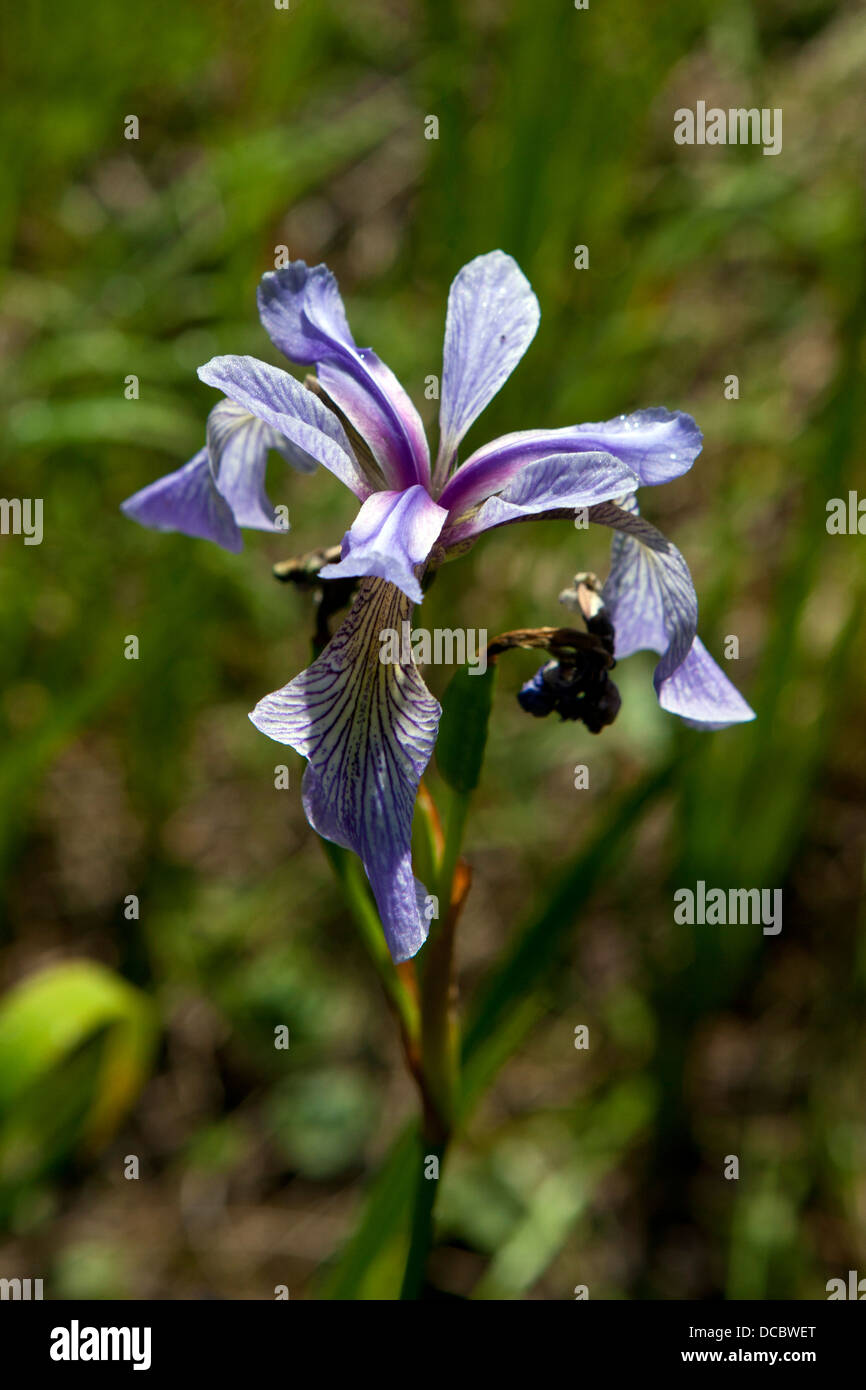 Blue flag iris hi-res stock photography and images - Alamy