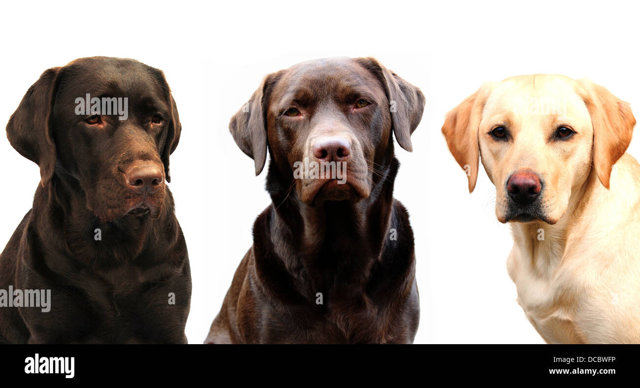 Old and young labradors hi-res stock photography and images - Alamy