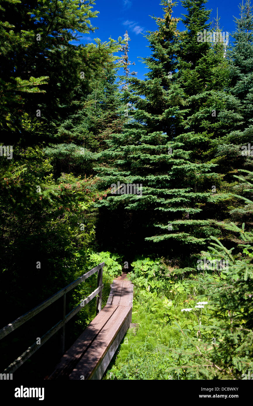 Planked trail section of the Stoll Memorial Trail, Isle Royale National ...