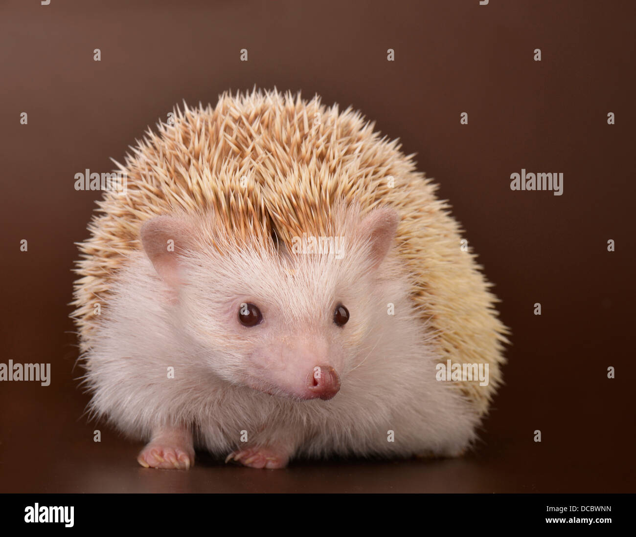 Hedgehog animal hi-res stock photography and images - Alamy