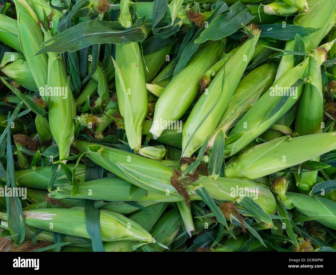 Corn Husk In Spanish Translation At Melody Hanks Blog corn-husk-in-spanish-translation-at-melody-hanks-blog