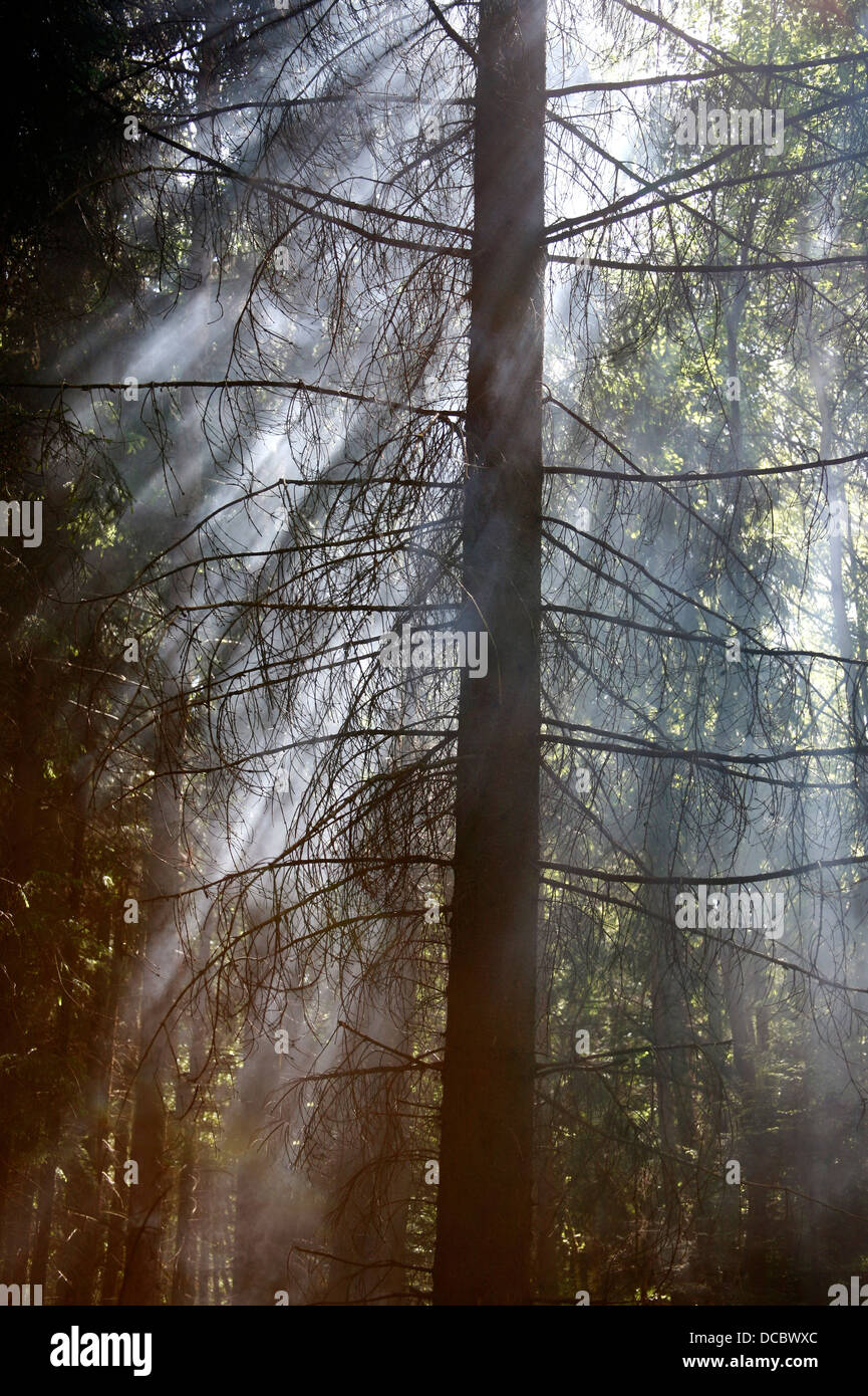 Smoke in forest Stock Photo - Alamy