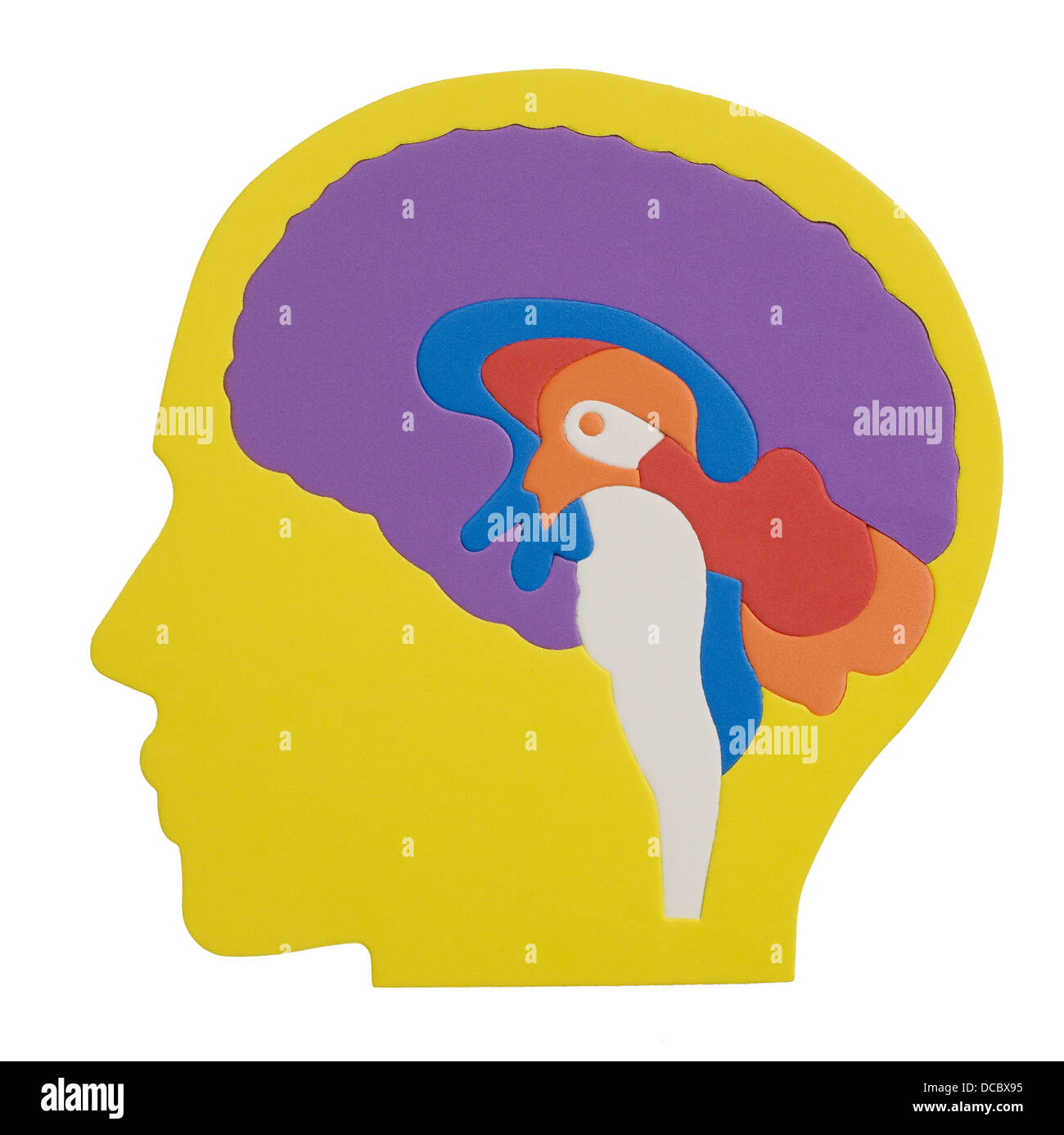 Human brain cut out hi-res stock photography and images - Alamy