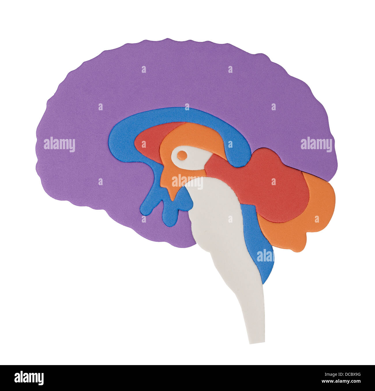 Human brain cerebral hemispheres hi-res stock photography and images ...