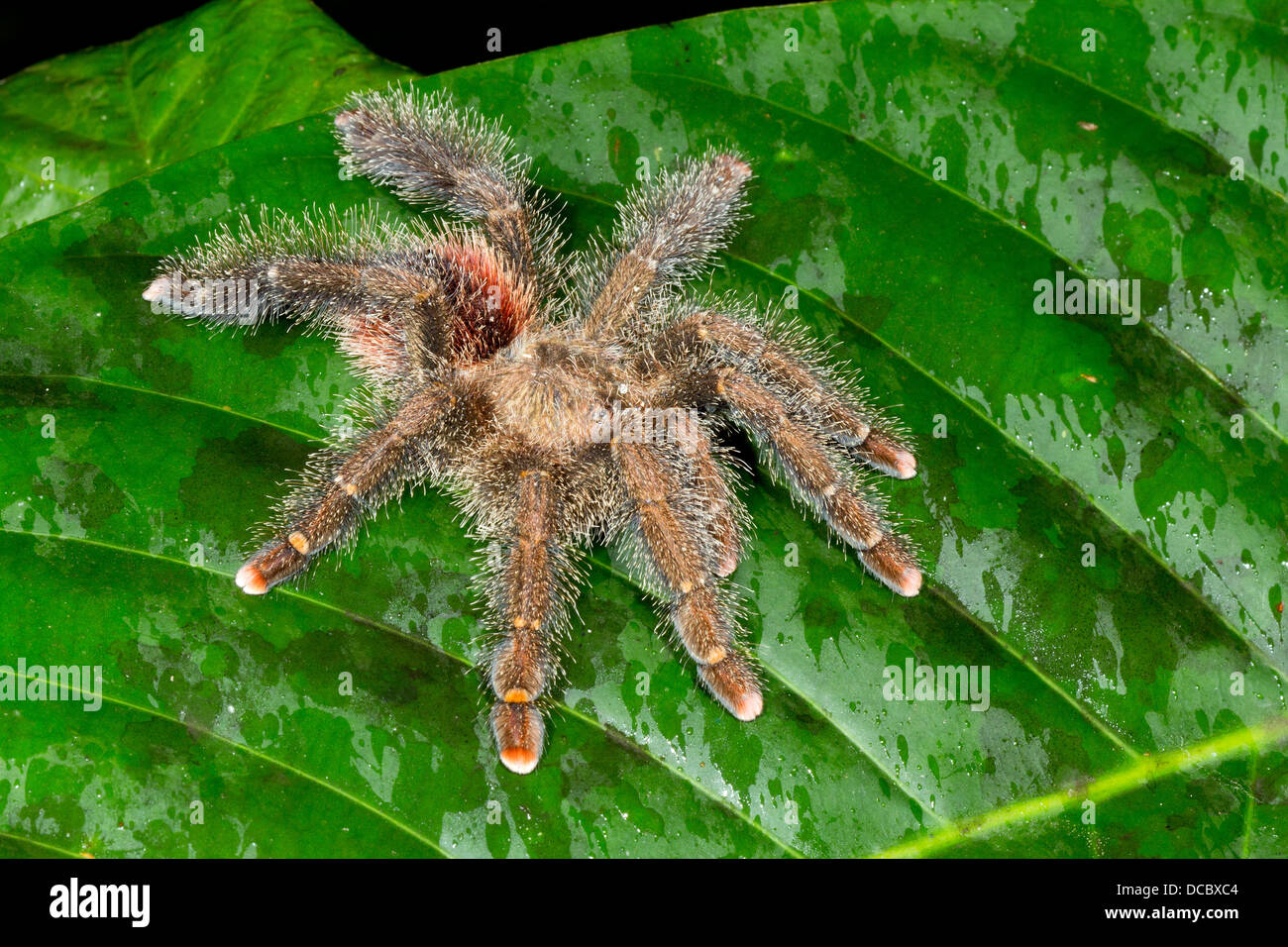 A large and hairy Tarantula on a green leaf in rainforest, ecuador ...