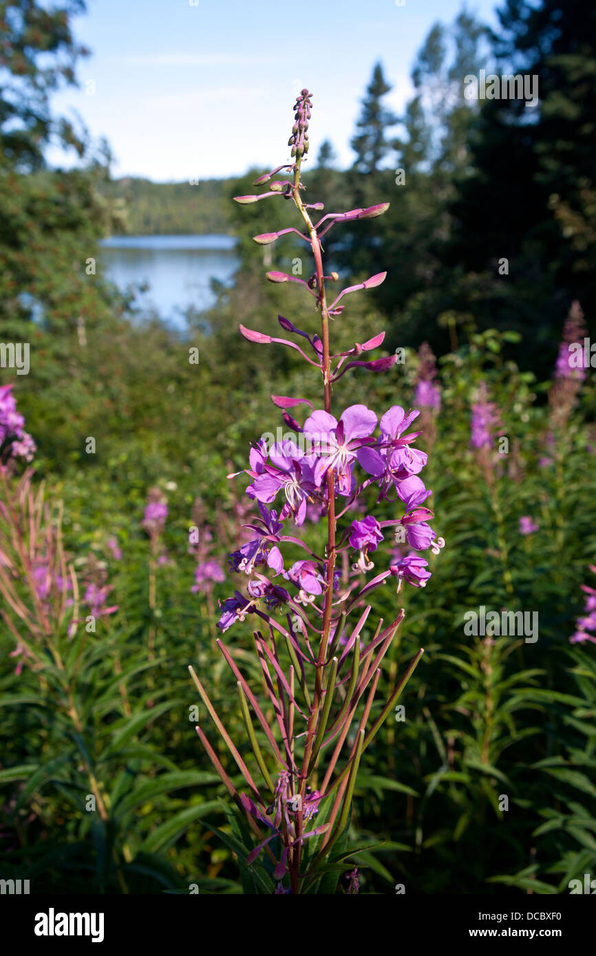 Purple colored Fireweed (Chamerion angustifolium), Isle Royale National ...