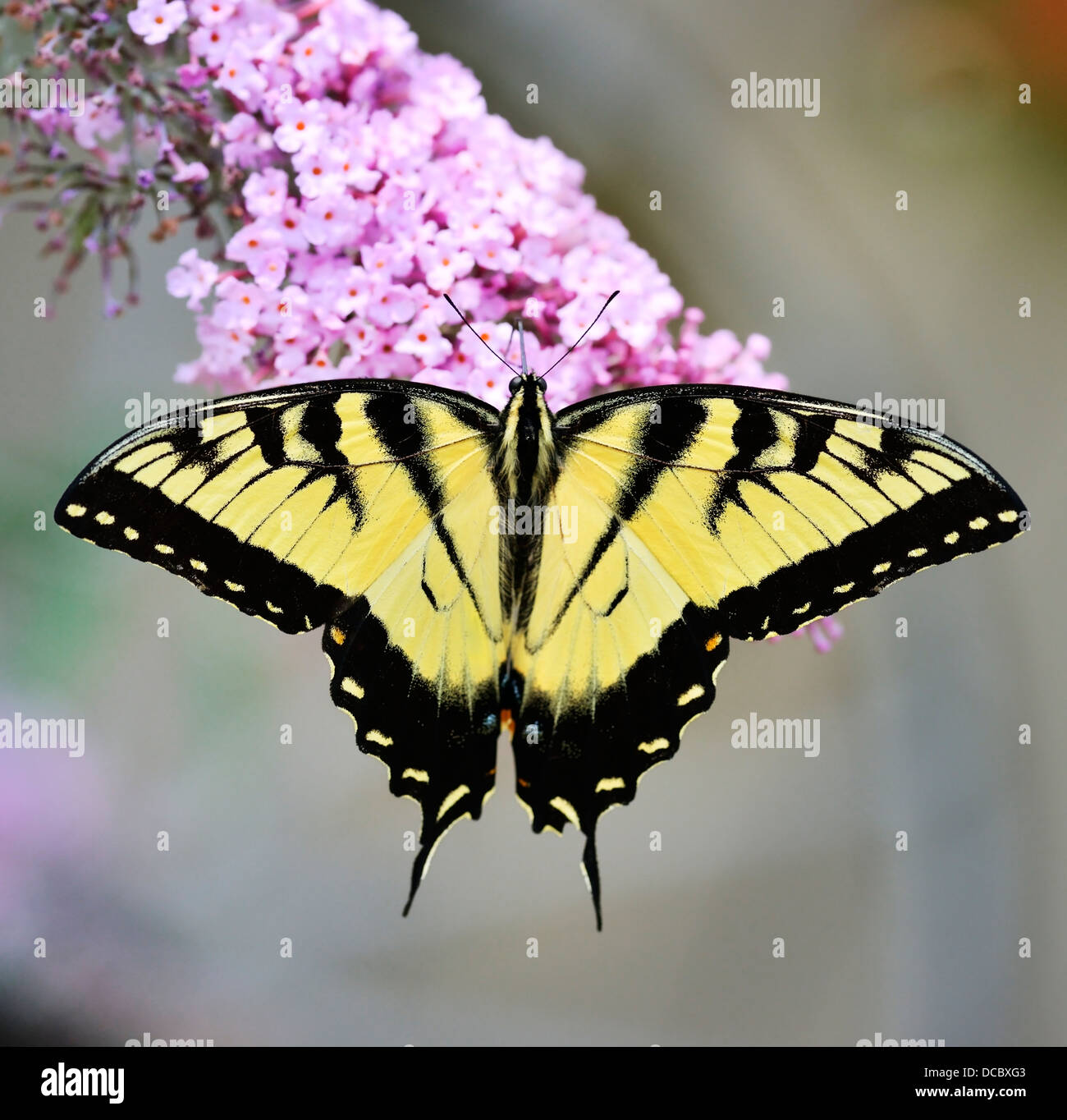 Eastern Tiger Swallowtail Butterfly On A Purple Butterfly Bush Stock ...