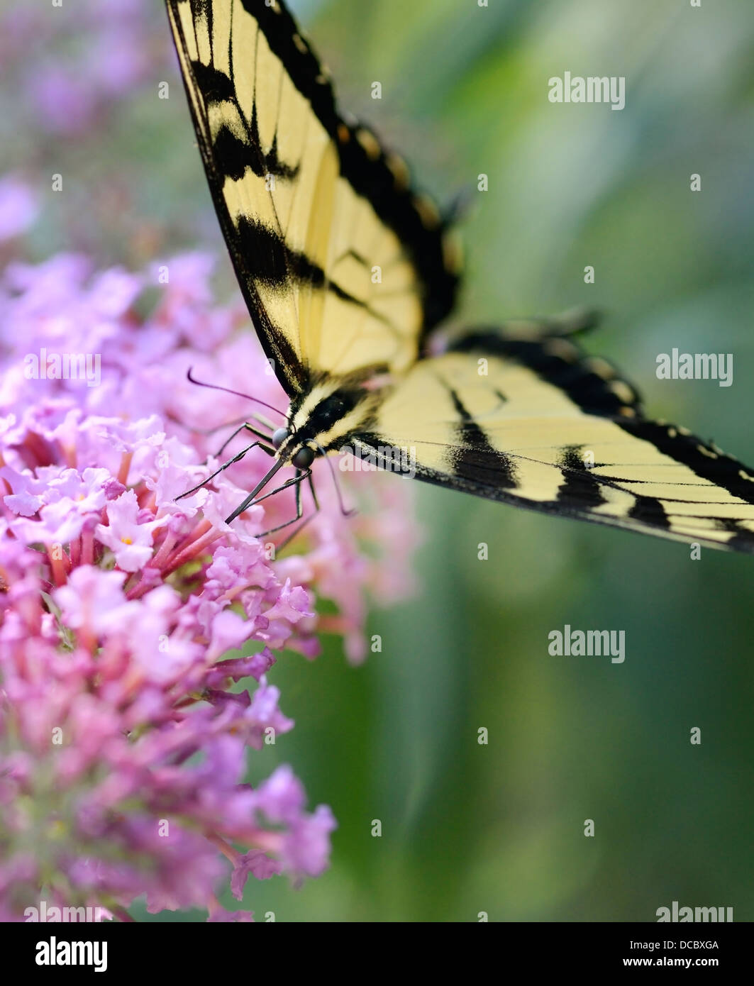 Eastern Tiger Swallowtail Butterfly On A Purple Butterfly Bush Stock ...